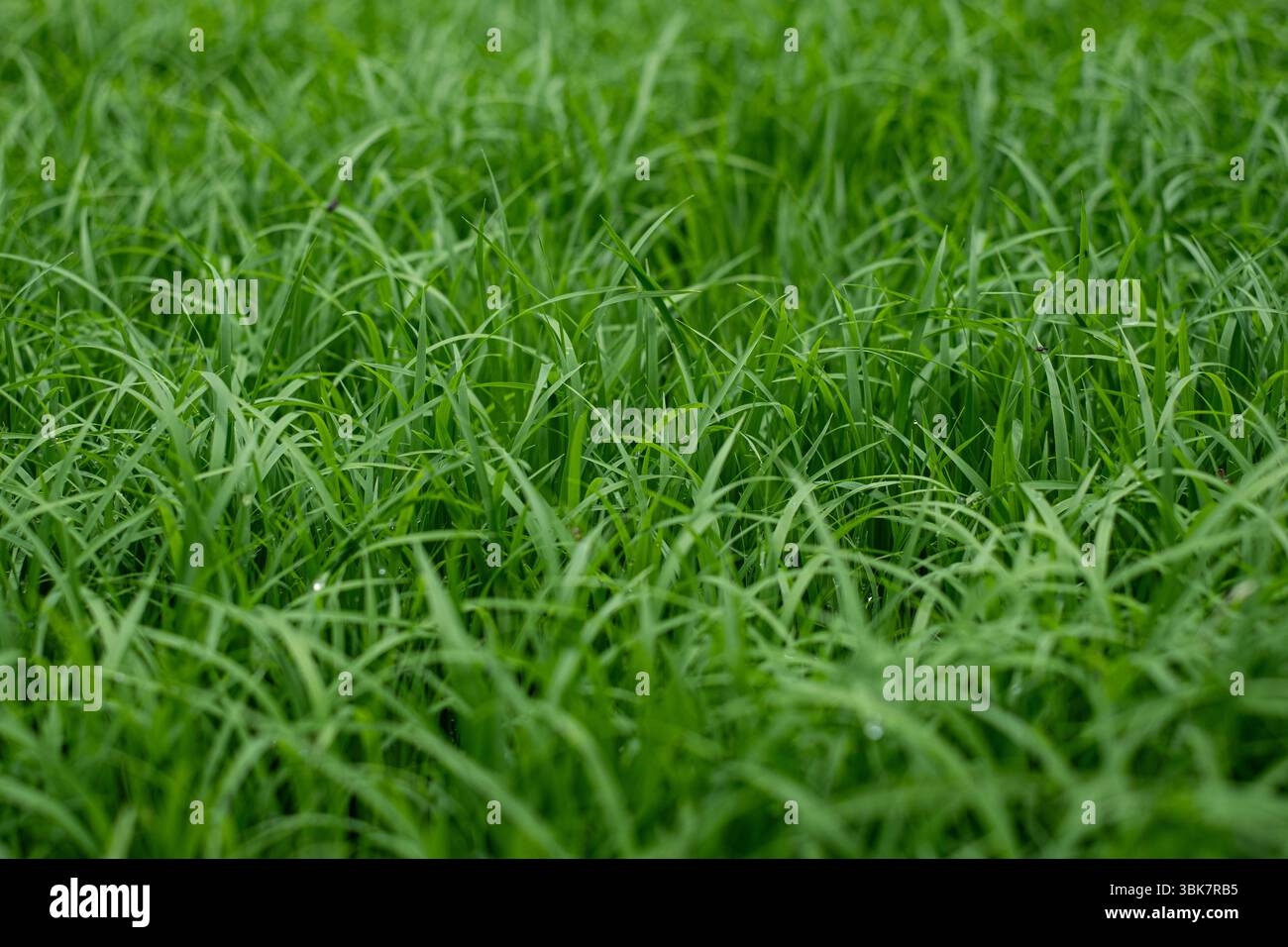 Green rice seedling texture background Stock Photo - Alamy