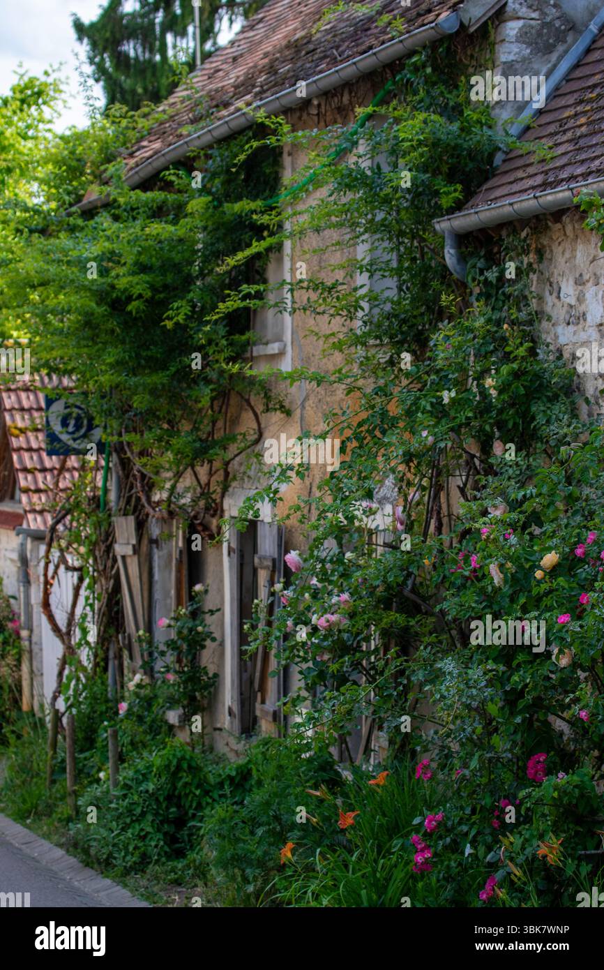 The image shows a stone building facade overgrown with vegetation ...