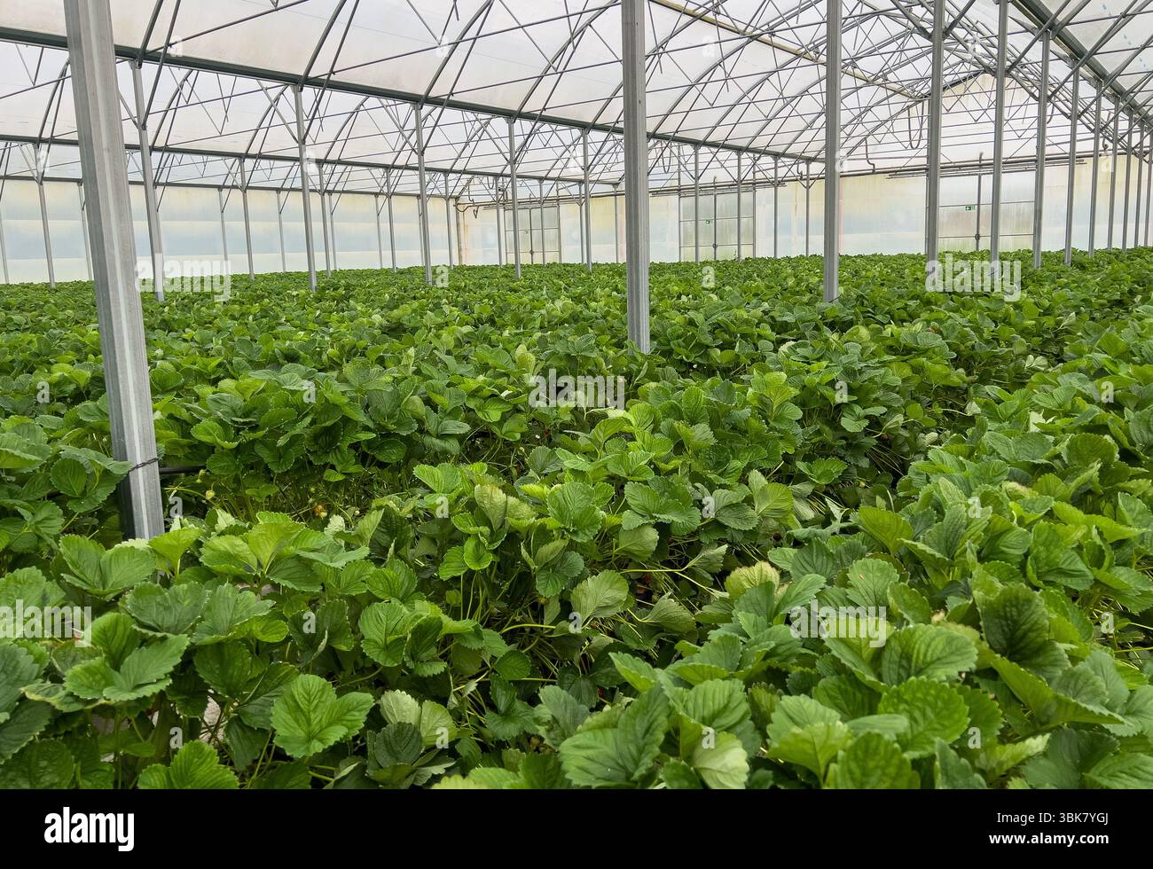 Many strawberry plants growing in a big greenhouse, industrial food ...