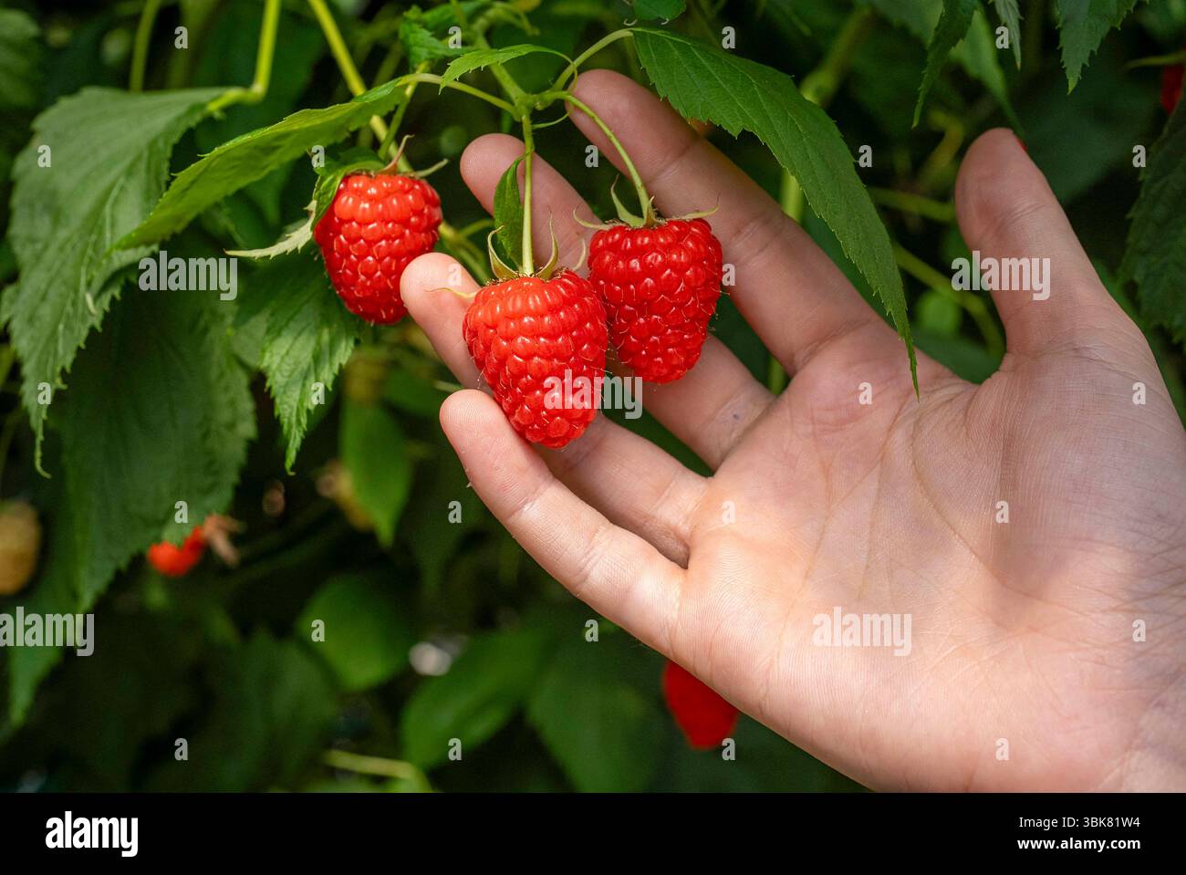 EDITORIAL USE ONLY New season British raspberries are picked at Hall ...