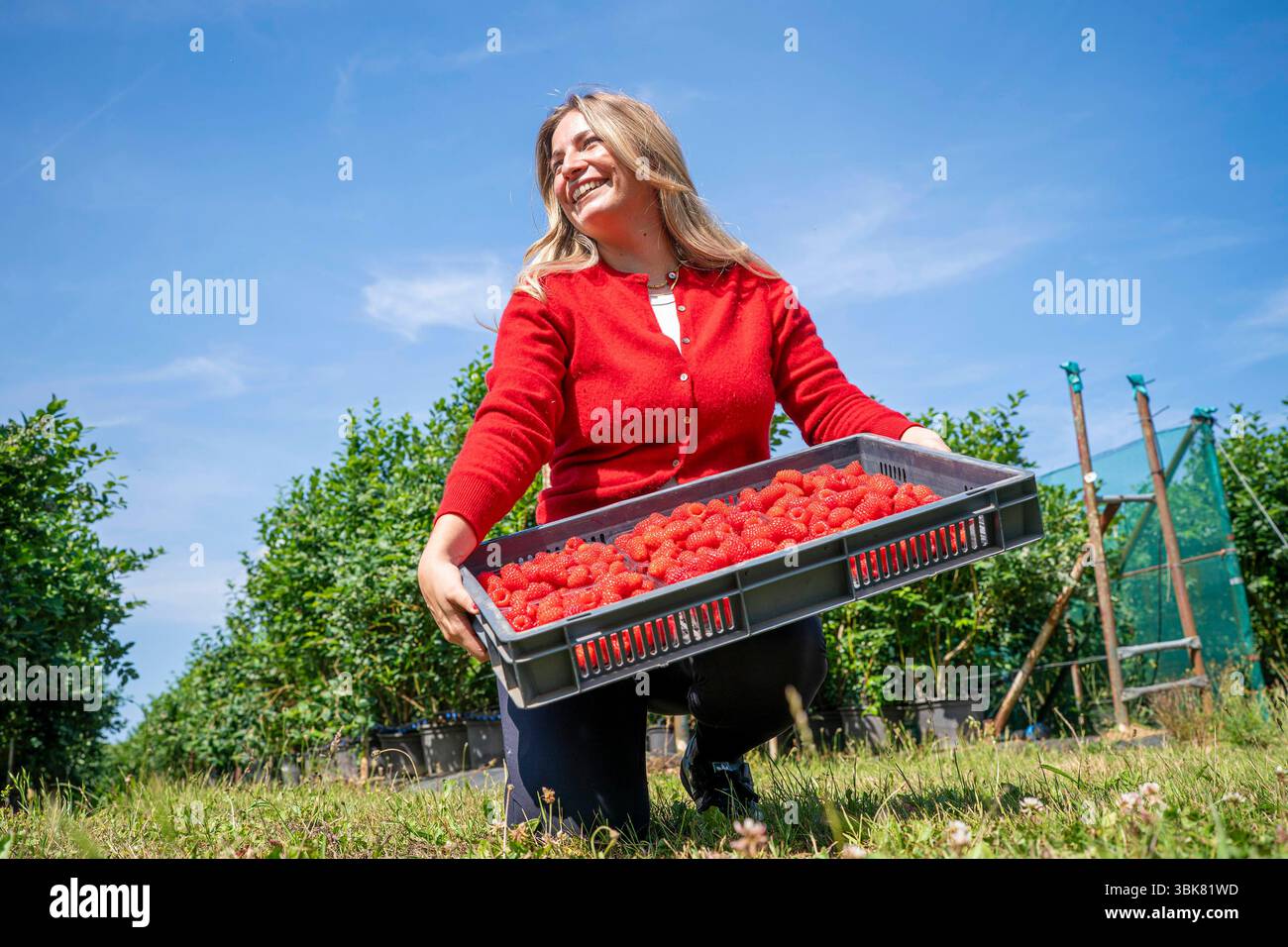 EDITORIAL USE ONLY New season British raspberries are picked at Hall ...