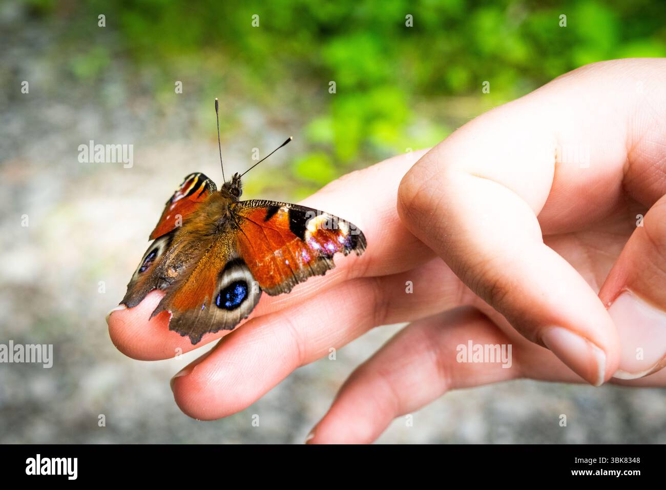 Close-up of a beautiful Peacock butterfly (Inachis io) delicately ...