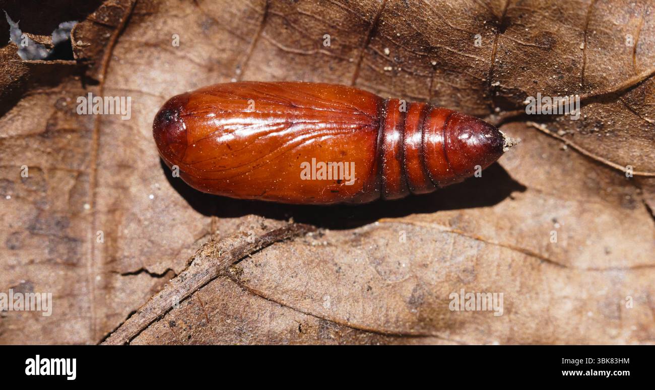 On the ground with pupa hi-res stock photography and images - Alamy