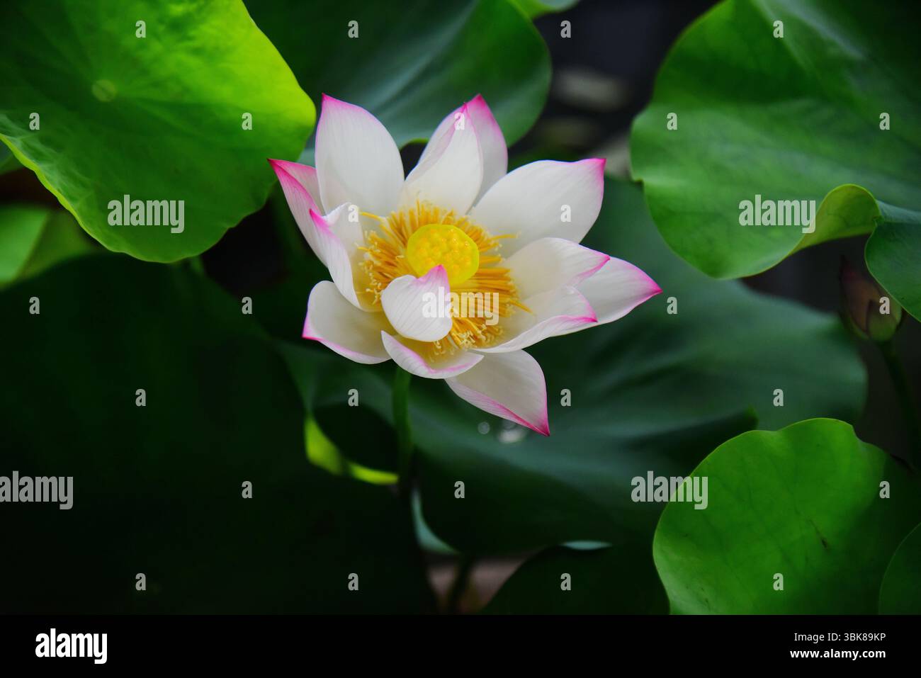 A lotus and water lily show is held at Hangzhou Botanical Garden in ...