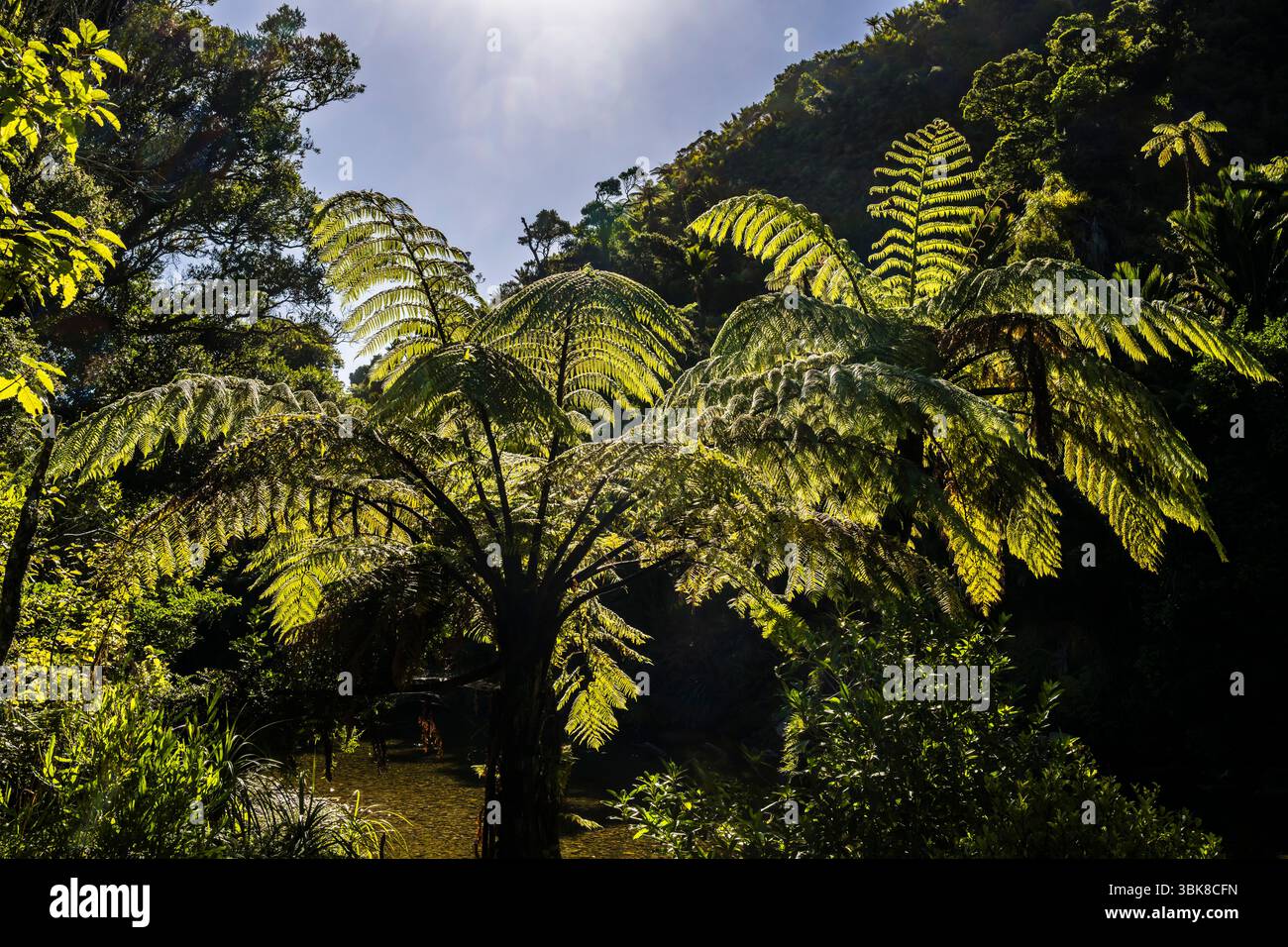 Tree ferns in the temperate rainforest on the Pororari River, near ...