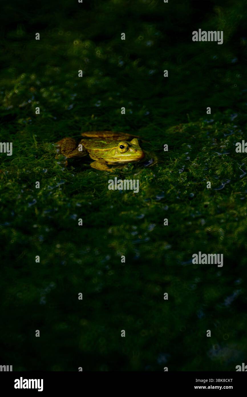 Frog in the swamp among the algae Stock Photo - Alamy