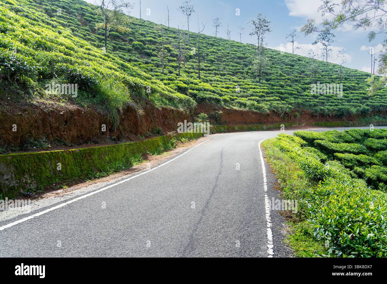 Devala Hutty Tea plantation in Tamil Nadu, India Stock Photo - Alamy