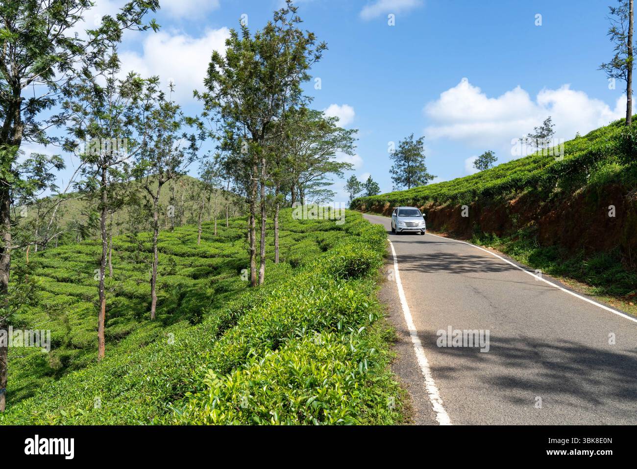 Devala Hutty Tea plantation in Tamil Nadu, India Stock Photo - Alamy