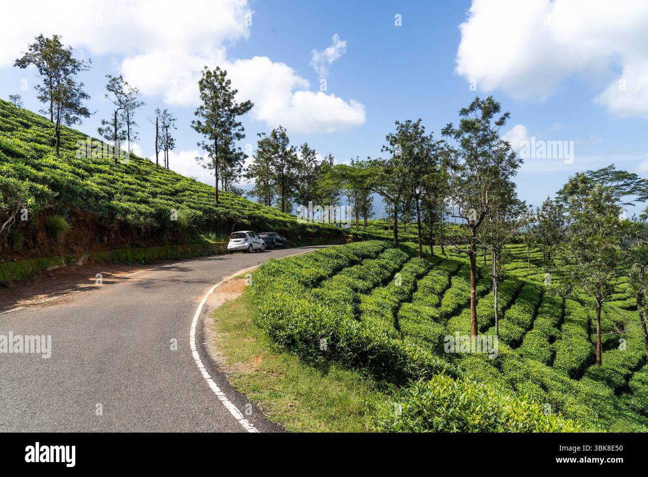 Devala Hutty Tea plantation in Tamil Nadu, India Stock Photo - Alamy