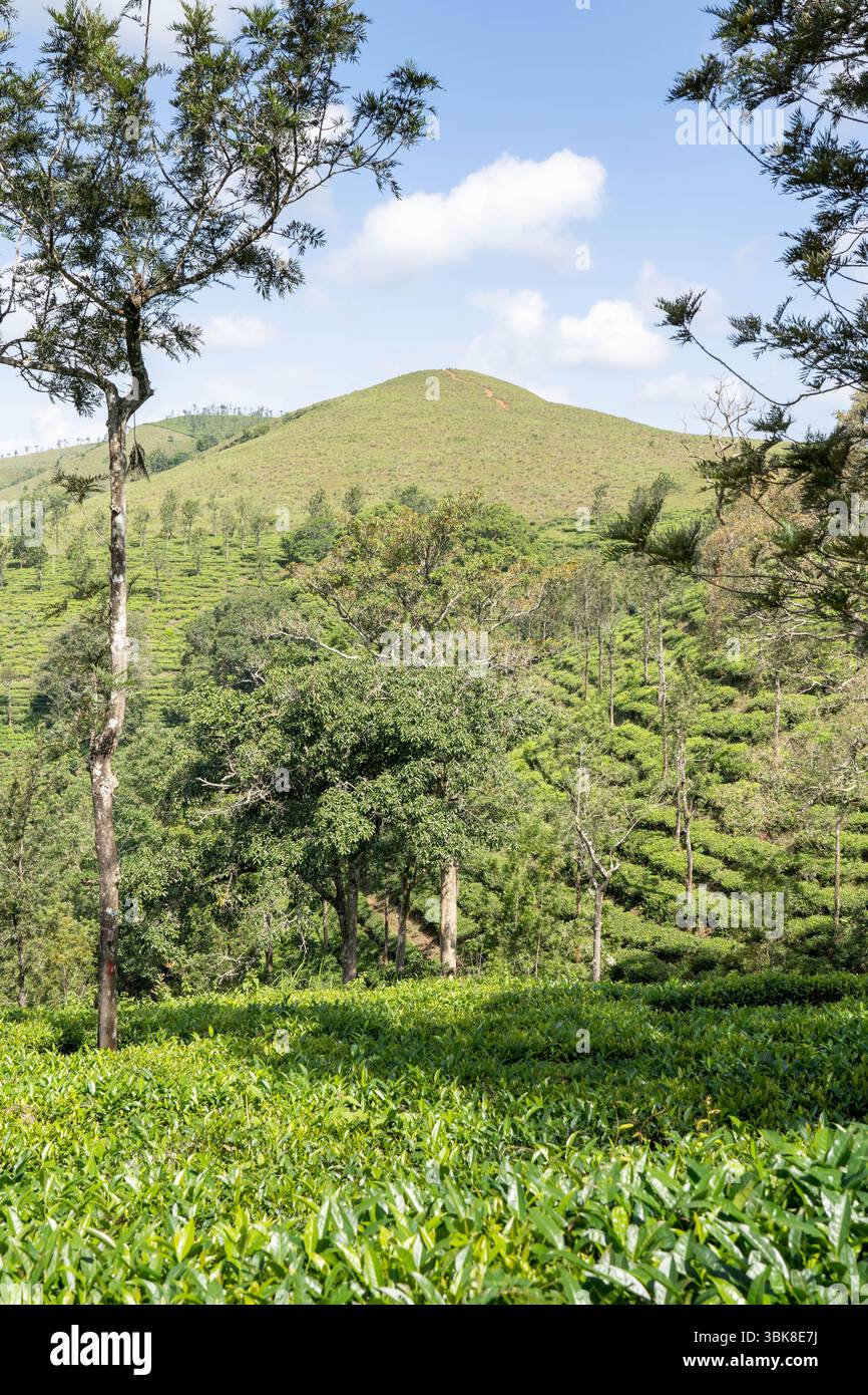 Devala Hutty Tea plantation in Tamil Nadu, India Stock Photo - Alamy