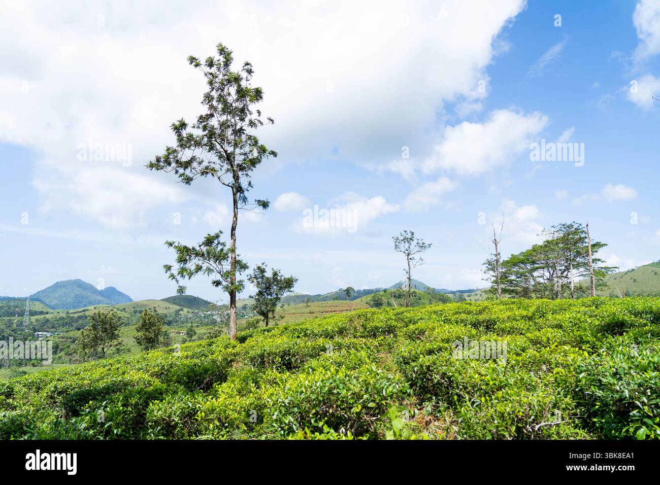 Devala Hutty Tea plantation in Tamil Nadu, India Stock Photo - Alamy