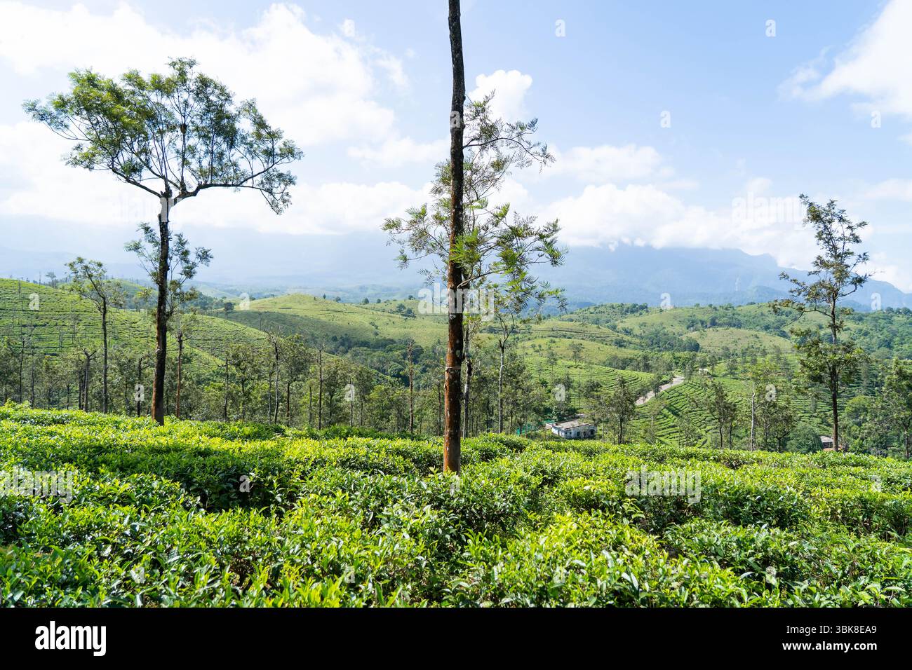 Devala Hutty Tea plantation in Tamil Nadu, India Stock Photo - Alamy