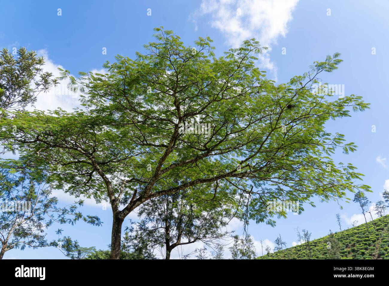 Devala Hutty Tea plantation in Tamil Nadu, India Stock Photo - Alamy