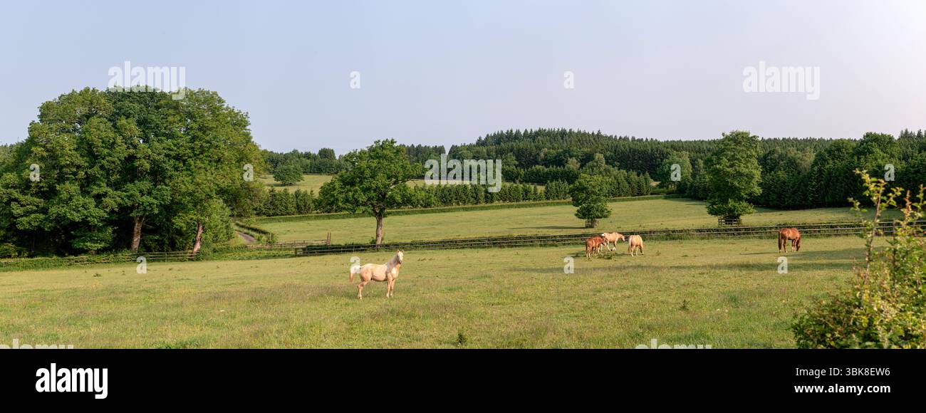 Waimes / Weismes / Waime Belgium June 2025 Pastoral scene in the ...