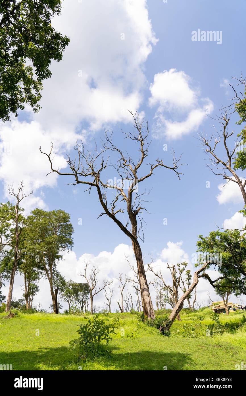 Devala Hutty Tea plantation in Tamil Nadu, India Stock Photo - Alamy