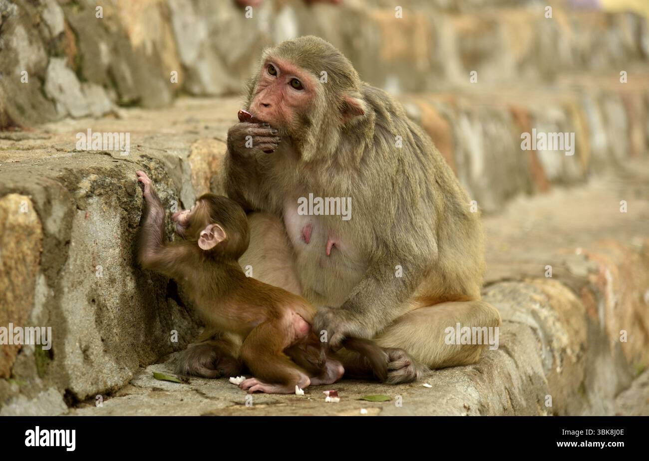 June 19, 2025, Guwahati, Assam, India: A monkey eats coconut during hot ...