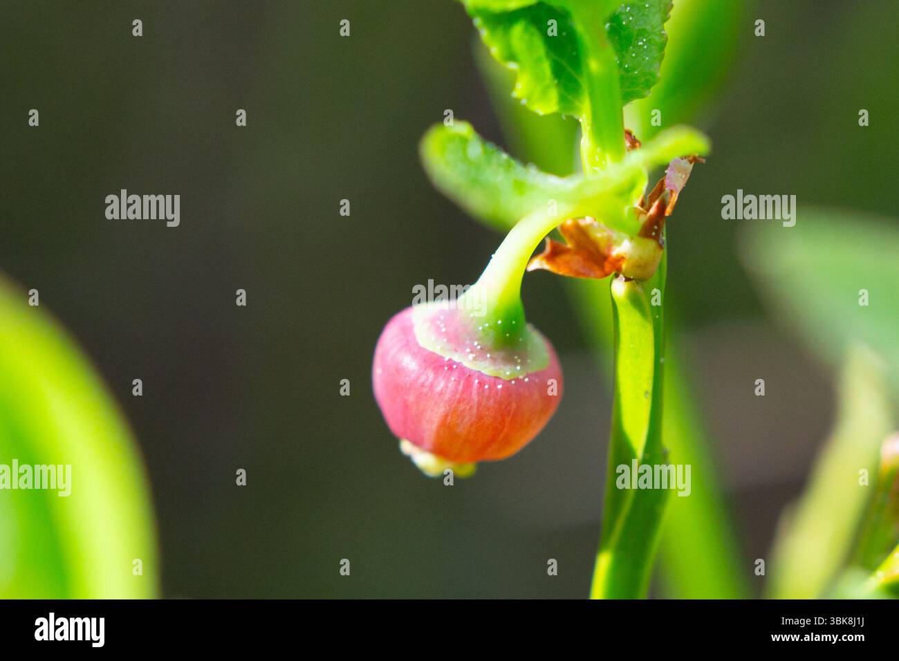 Blueberry blossom, blueberry flowers, wild blueberry, dew on a flower ...