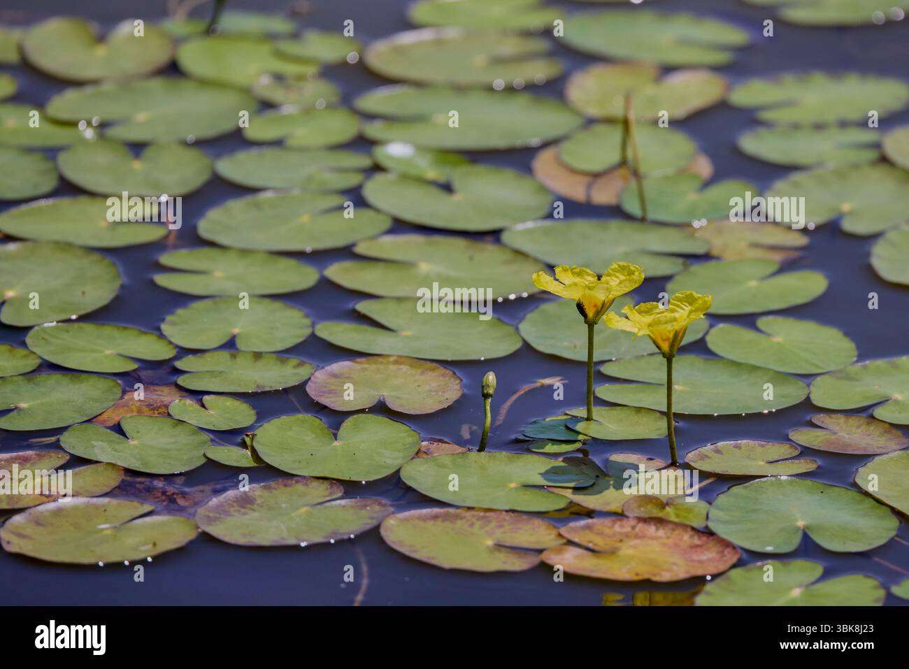 Flowers of yellow floating heart, aquatic plant. Nymphoides peltata ...