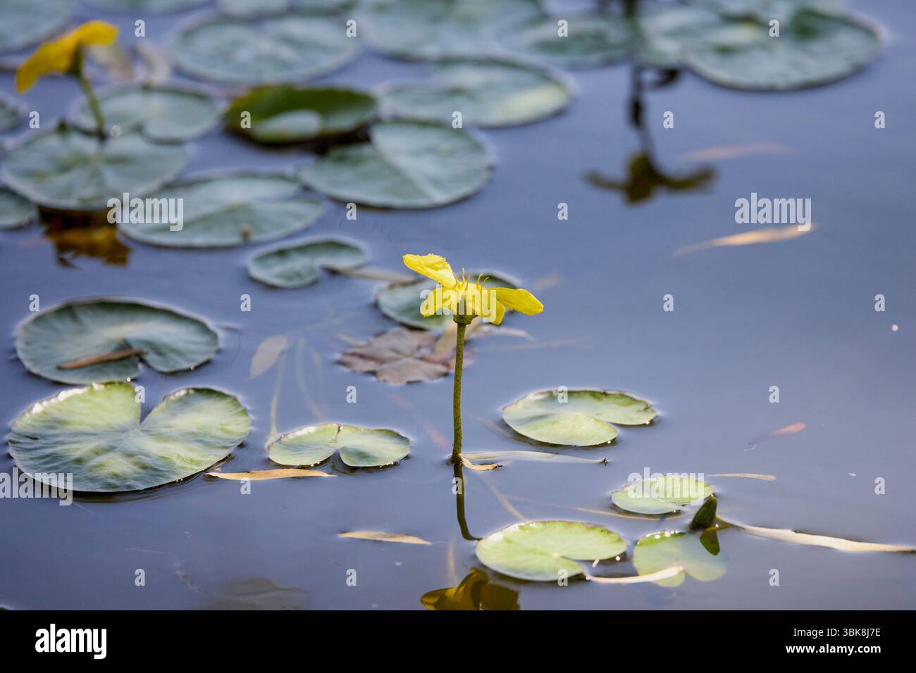 Flowers of yellow floating heart, aquatic plant. Nymphoides peltata ...