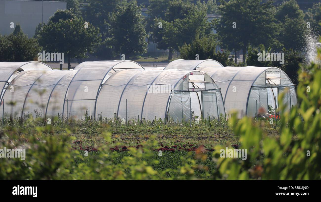 Polytunnel greenhouse with Ventilation section Stock Photo - Alamy