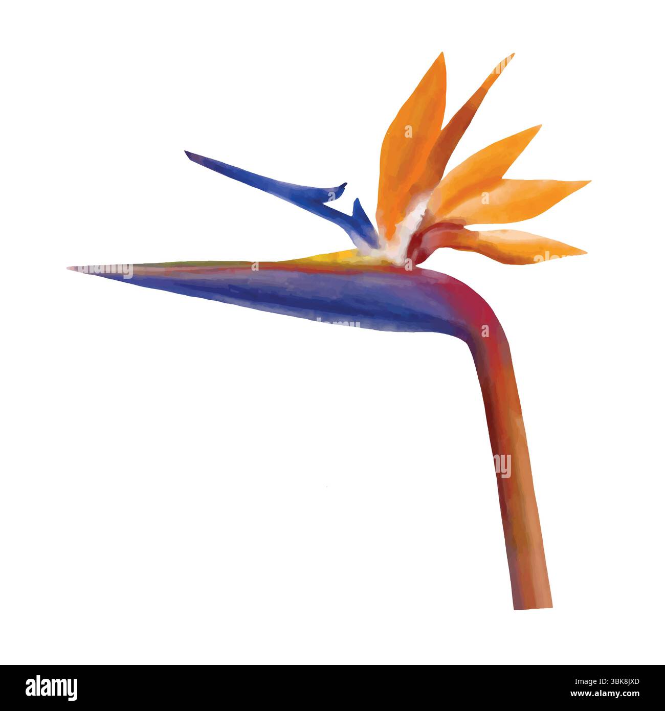 Hibiscus blue bird flower Stock Vector Images - Alamy