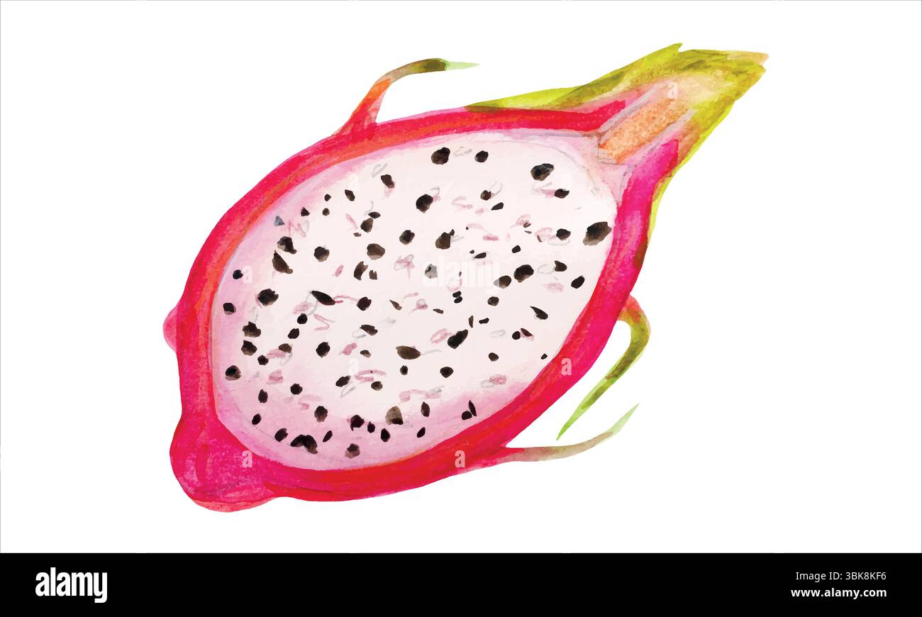 Watercolor dragon fruit botanical vector illustration. Hand drawn ...