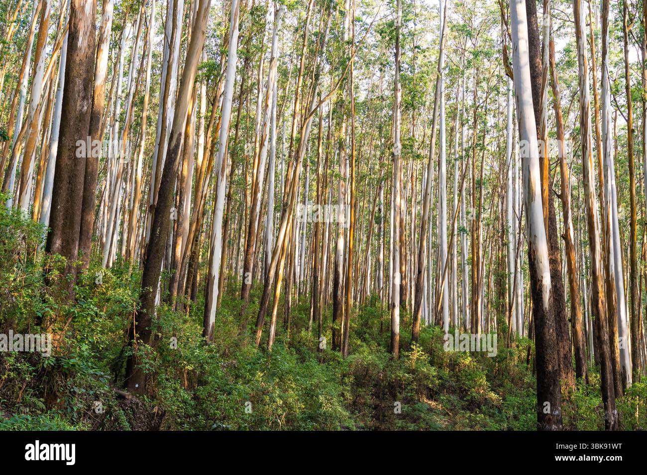Devala Hutty Tea plantation in Tamil Nadu, India Stock Photo - Alamy