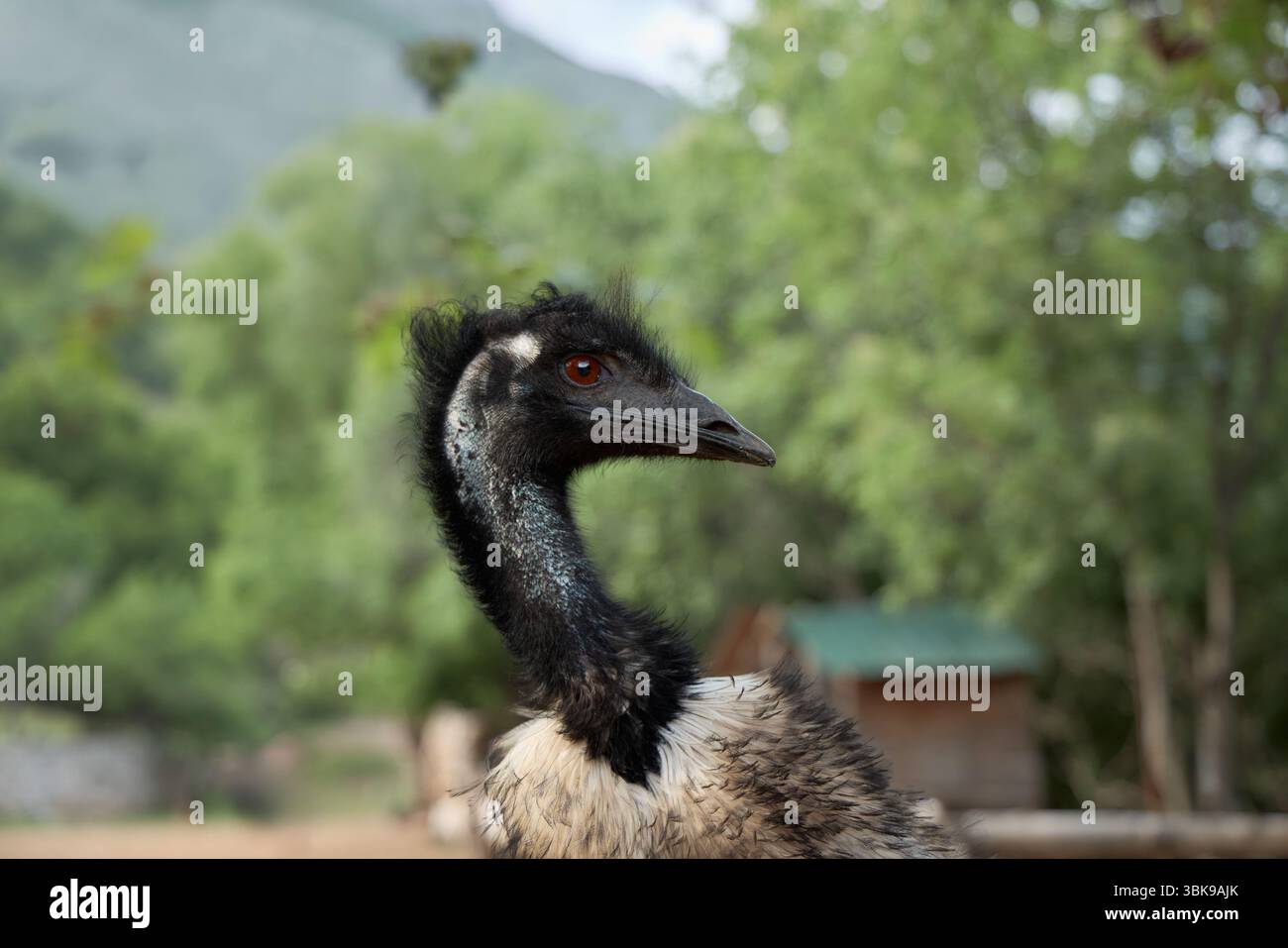 An emu looks directly at the camera in focus. Trees and a structure ...