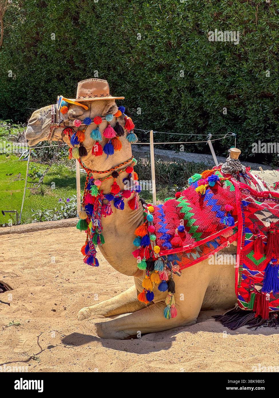Colorful Camel in Traditional Egyptian Attire with Cowboy Hat Stock ...