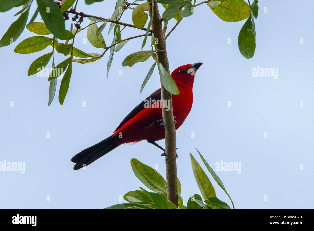 Brazilian Tanager (Ramphocelus bresilia) is endemic to eastern Brazil ...