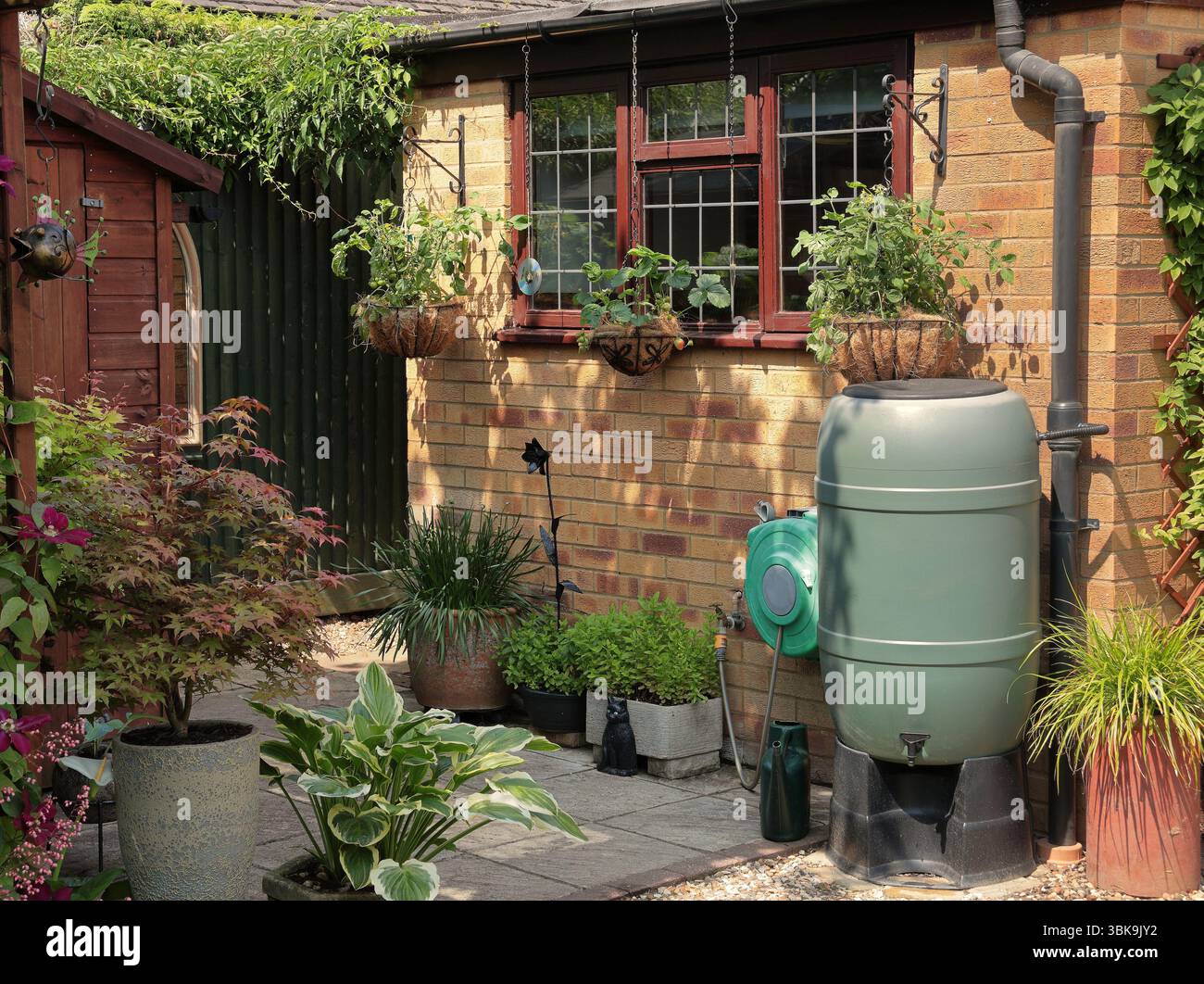 English back garden in Summer with shed, water butt, planters and ...