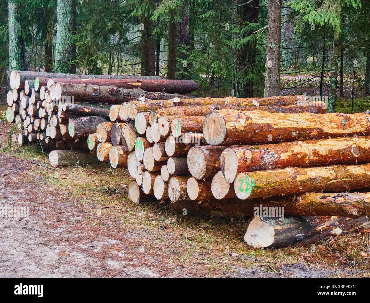 Stack of freshly cut pine logs marked for transport in a forest ...