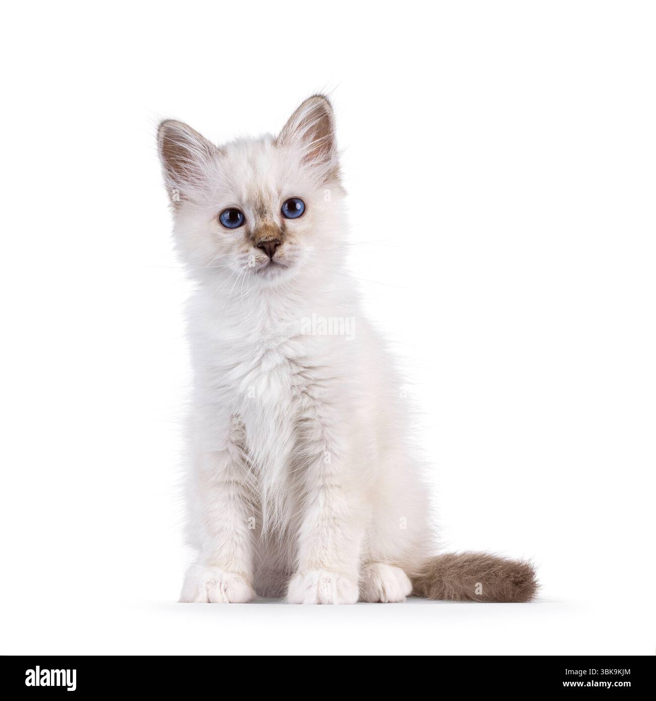 Cute tabby pointed Sacred Birman cat kitten, sitting up facing front ...