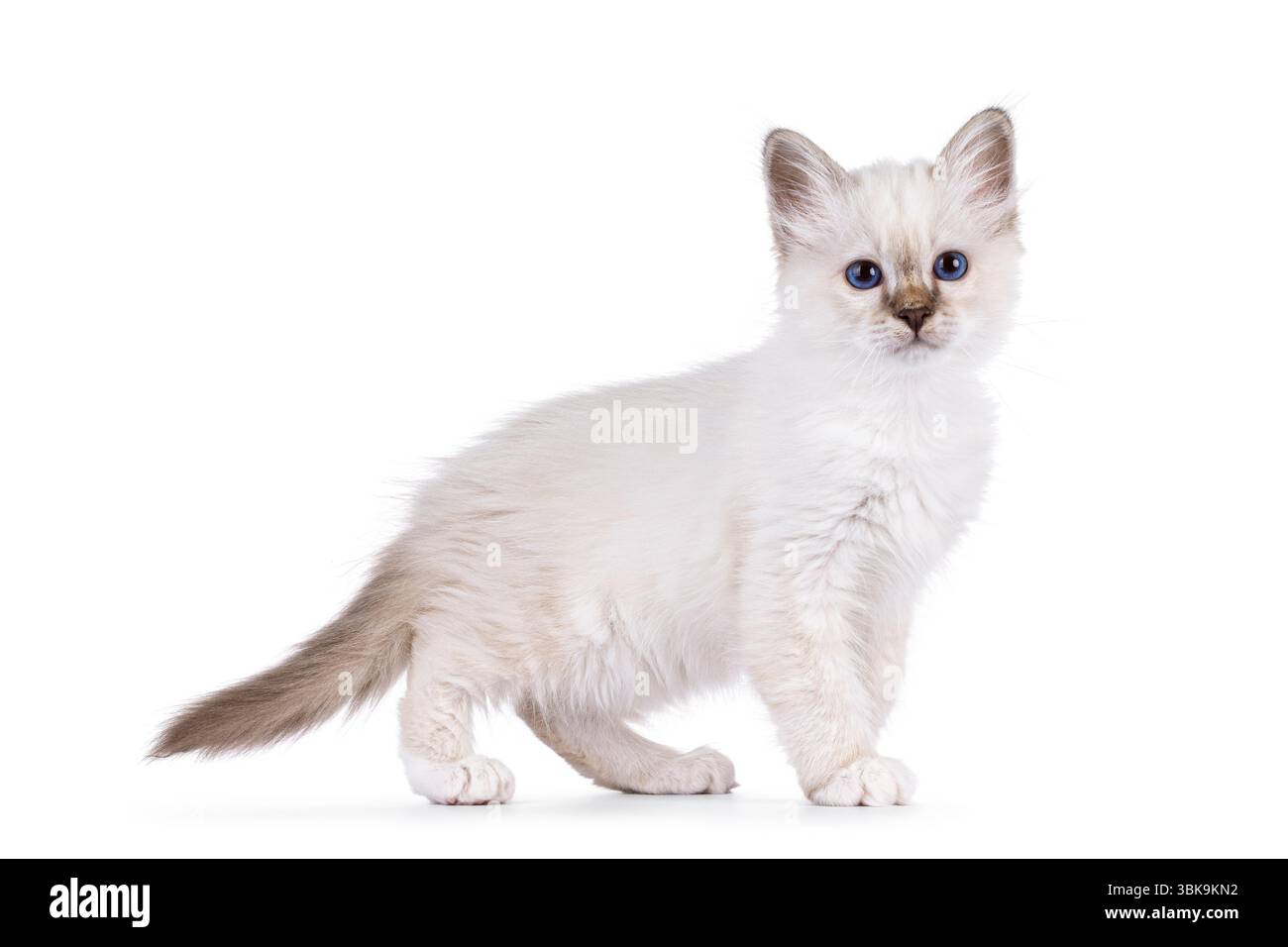 Cute tabby pointed Sacred Birman cat kitten, standing or walking side ...