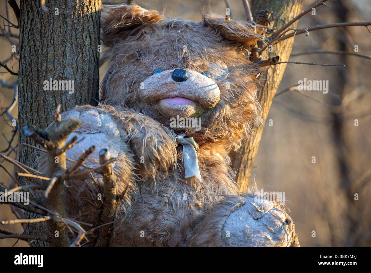 Torn teddy bear stuffed animal hi-res stock photography and images - Alamy