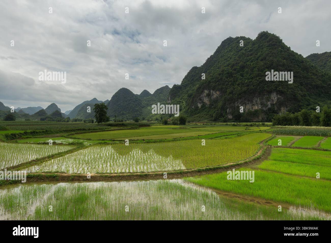 Paddy rice fields and scenic limestone mountain formations in the rural ...