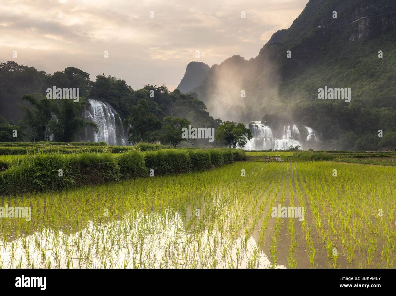 Ban gioc waterfall paddy hi-res stock photography and images - Alamy