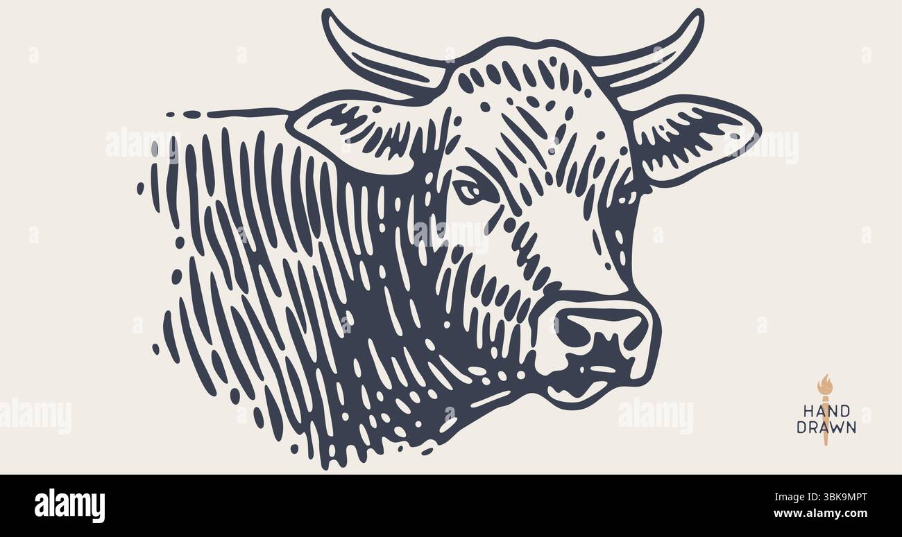 Cow, bull, beef. Hand drawn Stock Vector Image & Art - Alamy
