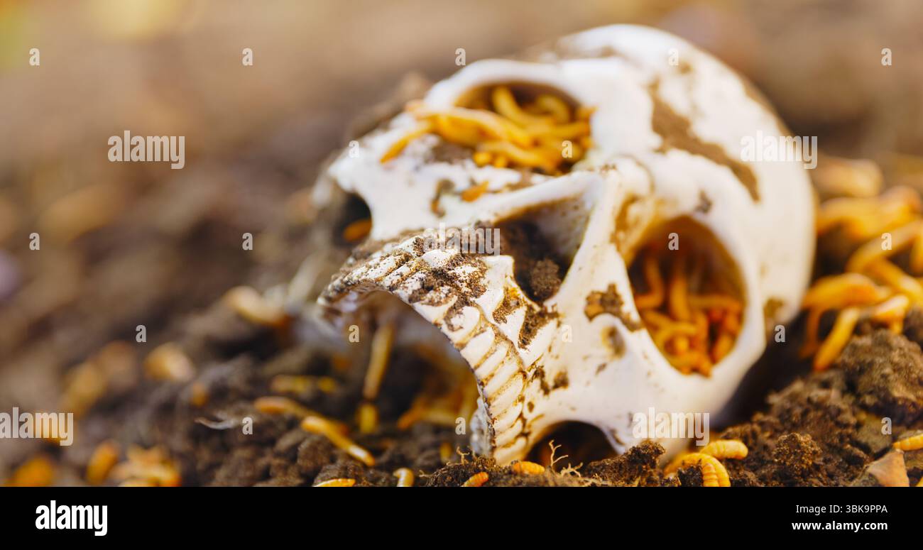 Maggots crawling on dead skull close up photo Stock Photo - Alamy