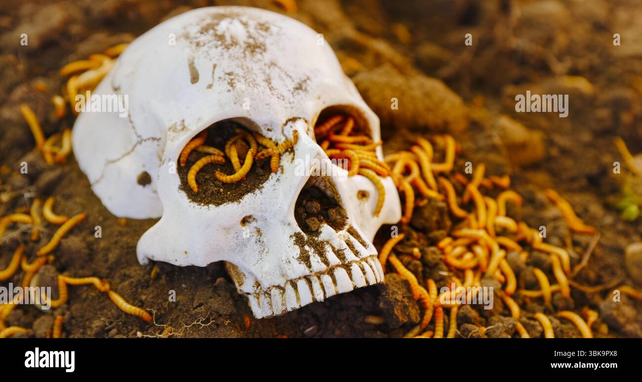 Maggots crawling on dead skull close up photo Stock Photo - Alamy