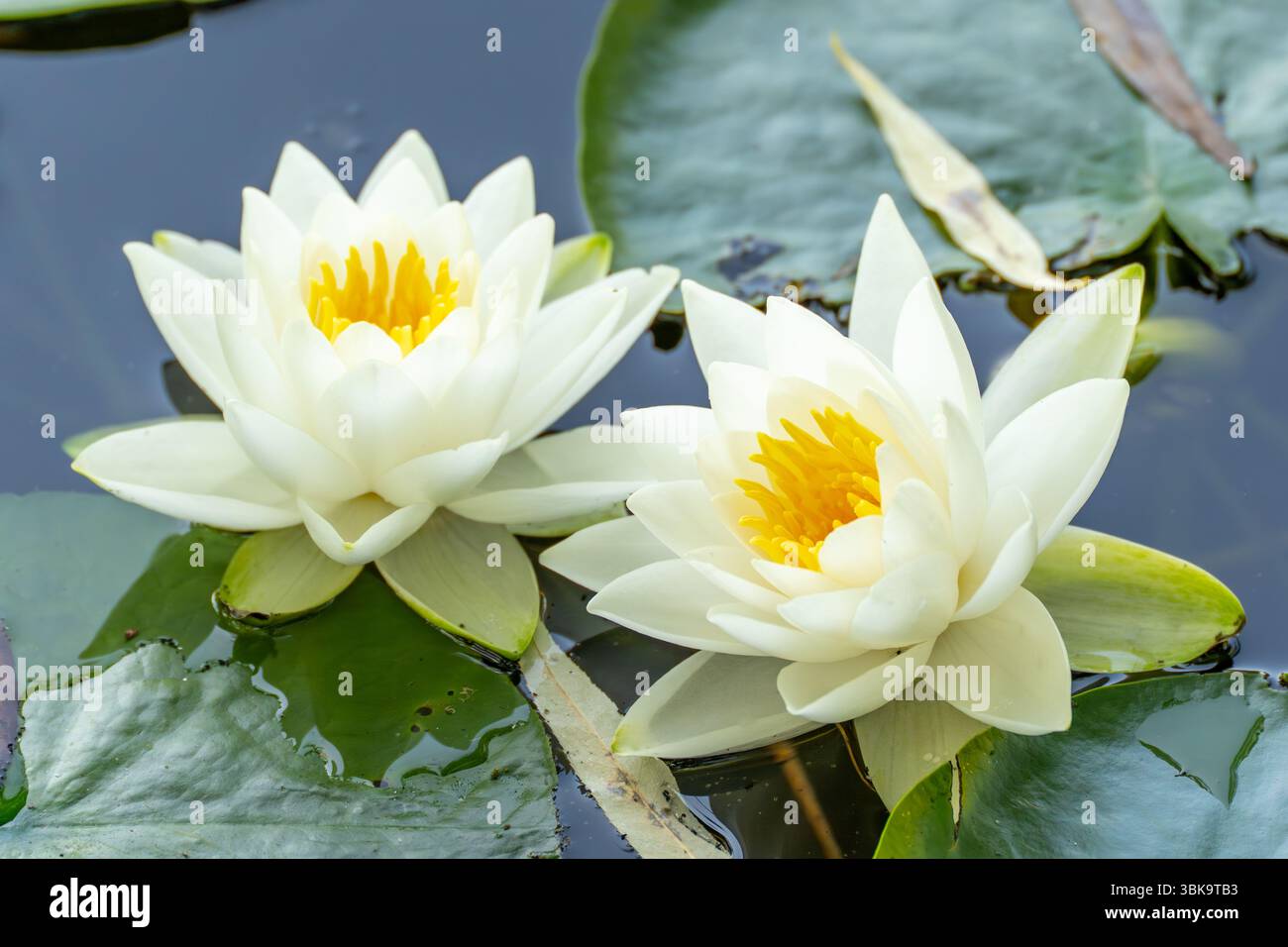 Two white water lilies Nymphaea float close together on dark water ...