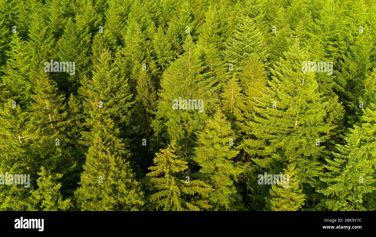 Forest Aerial View, Evergreen Conifer Trees, Climate Change, Global ...