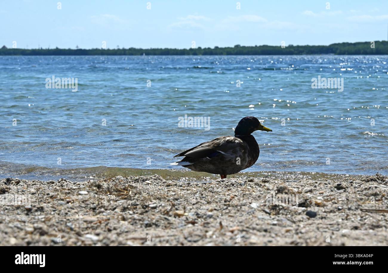 Leipzig, Germany. 19th June, 2025. A duck stands on the beach of Lake ...