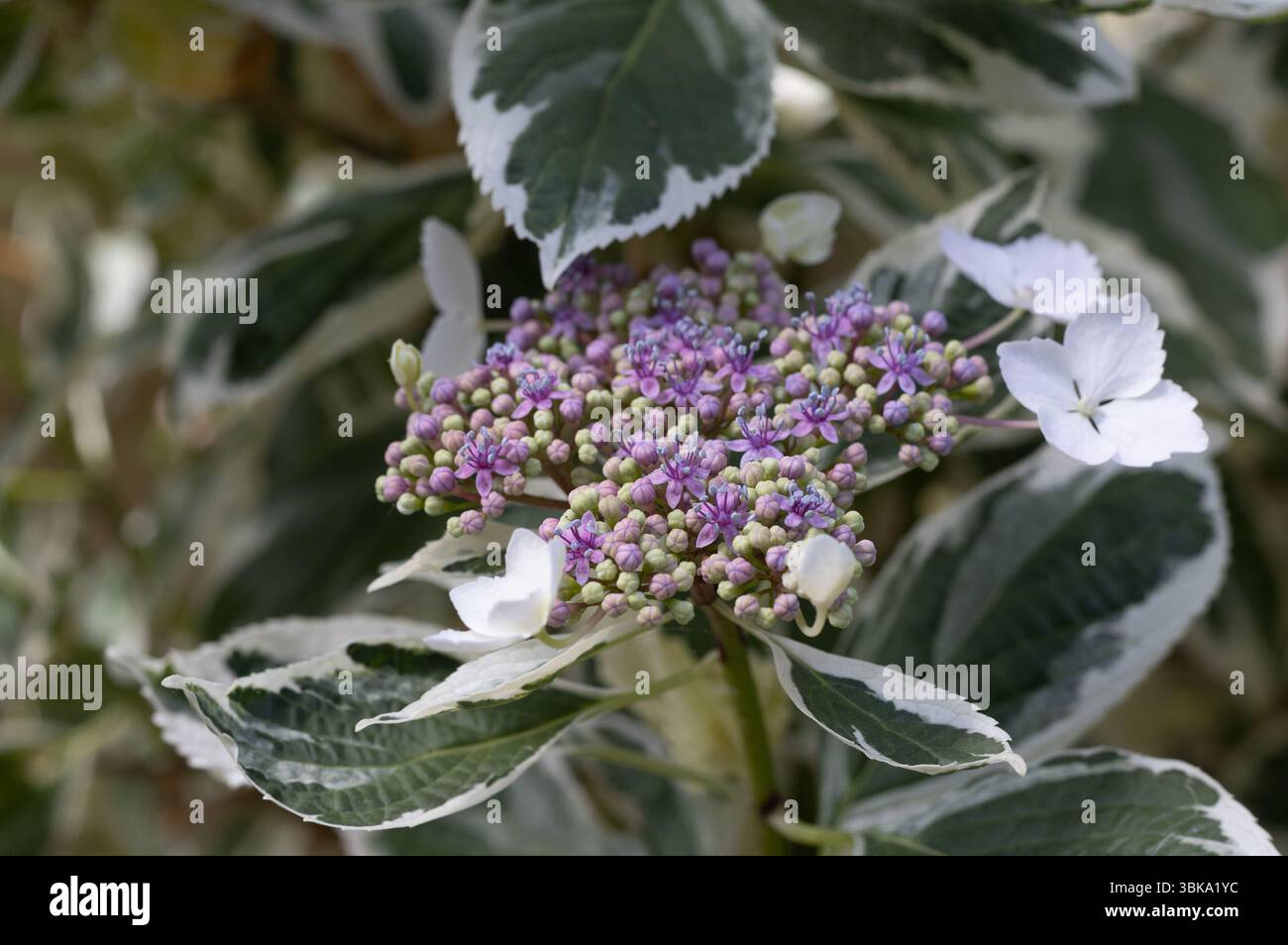 Lace cap hydrangea hydrangea hi-res stock photography and images - Alamy
