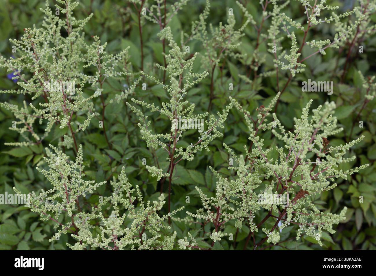 Astilbe x arendsii 'Ellie' hybrid astilbe Stock Photo - Alamy