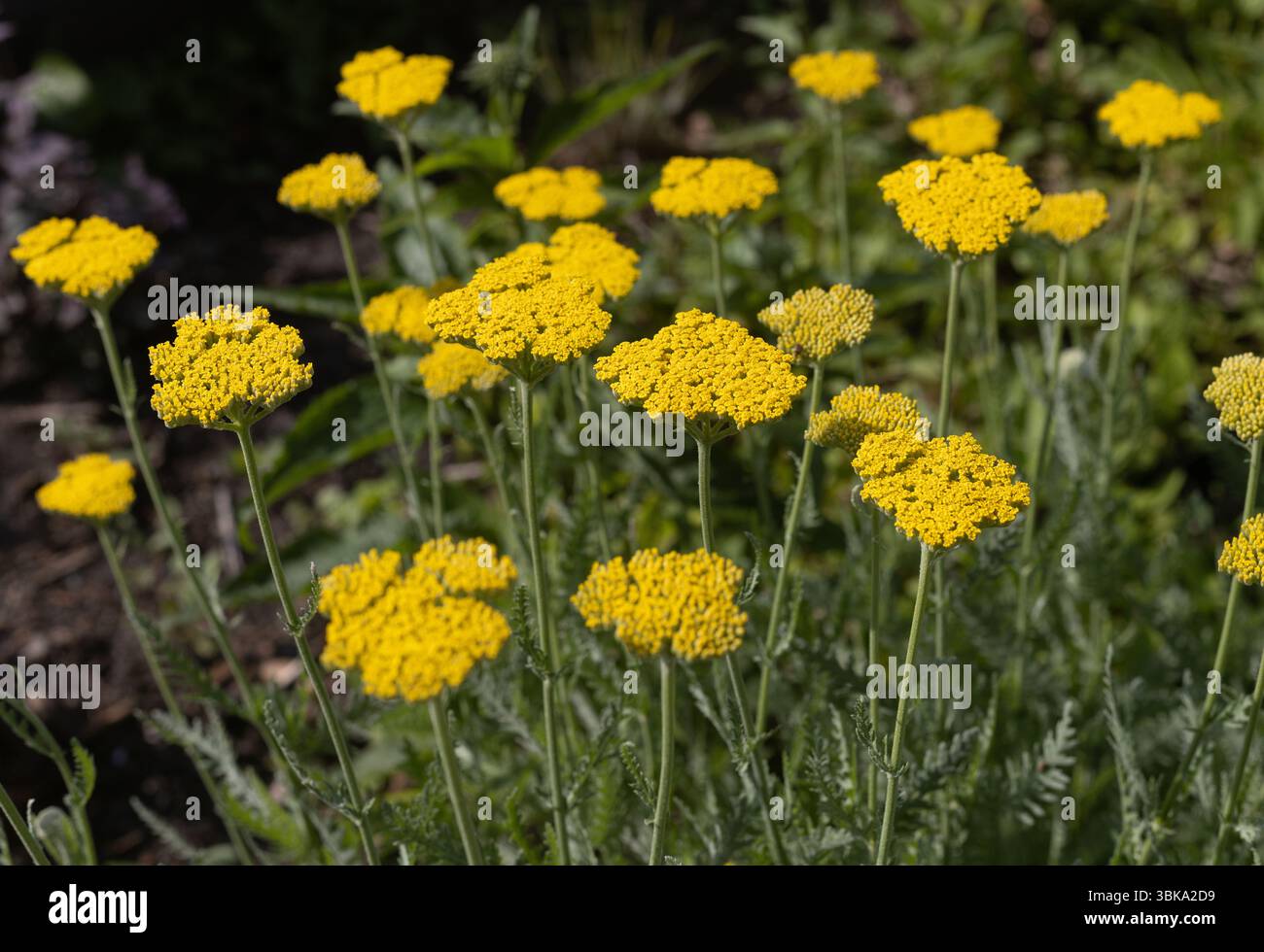 Coronation flowers hi-res stock photography and images - Alamy