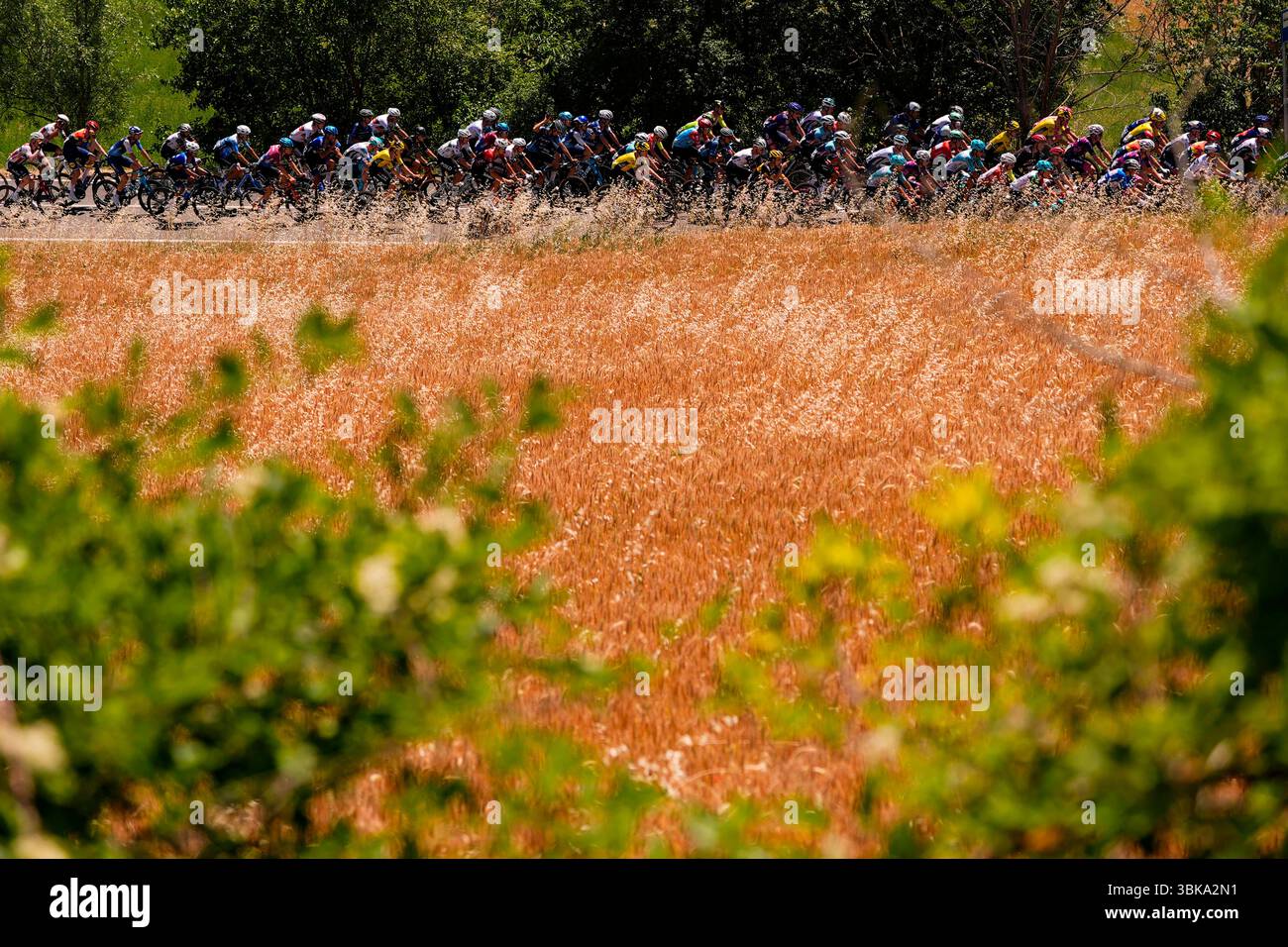The pack rides cycles during the stage 5 of the Giro Next Gen 2025 ...