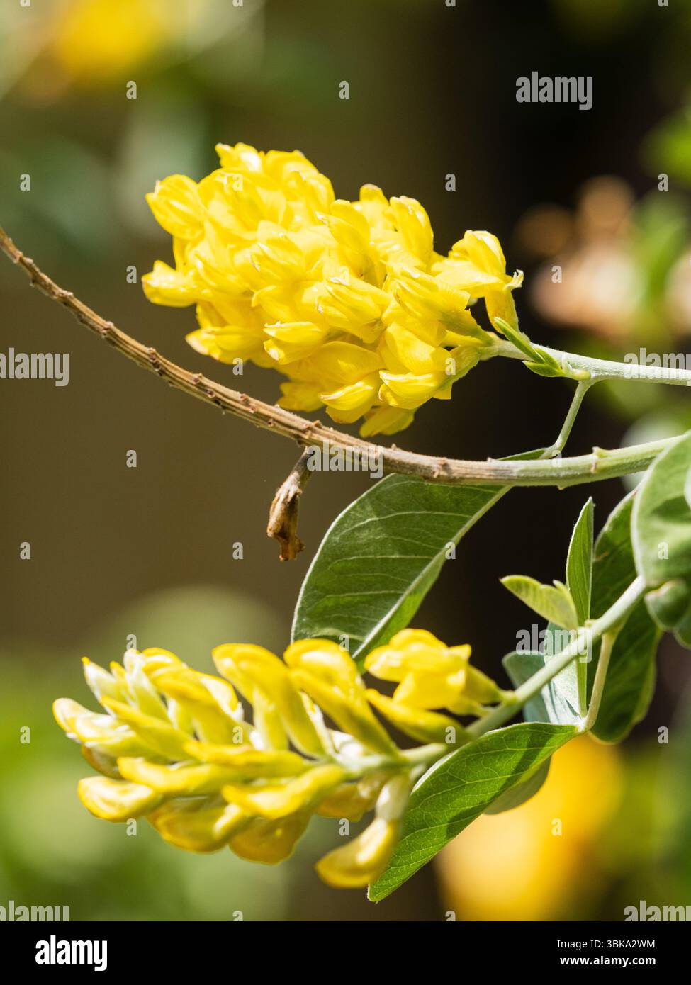 Yellow flower heads of the hardy deciduous Pineapple broom shrub ...