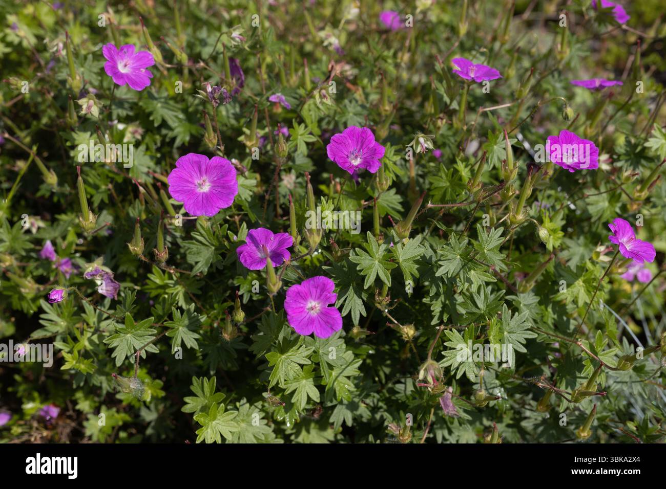 Alpine pink hi-res stock photography and images - Alamy
