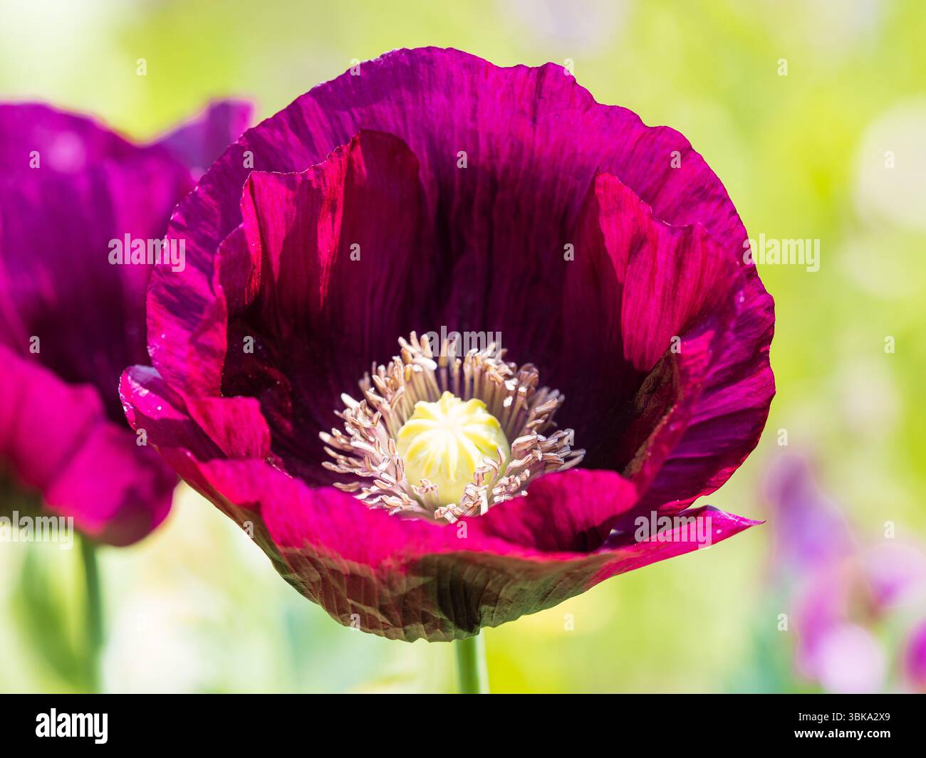 Plum purple bloom of the hardy ornamental annual opium poppy, Papaver ...